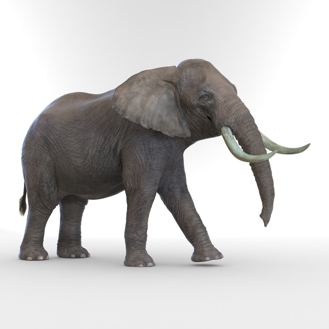 max elephant rigged animate