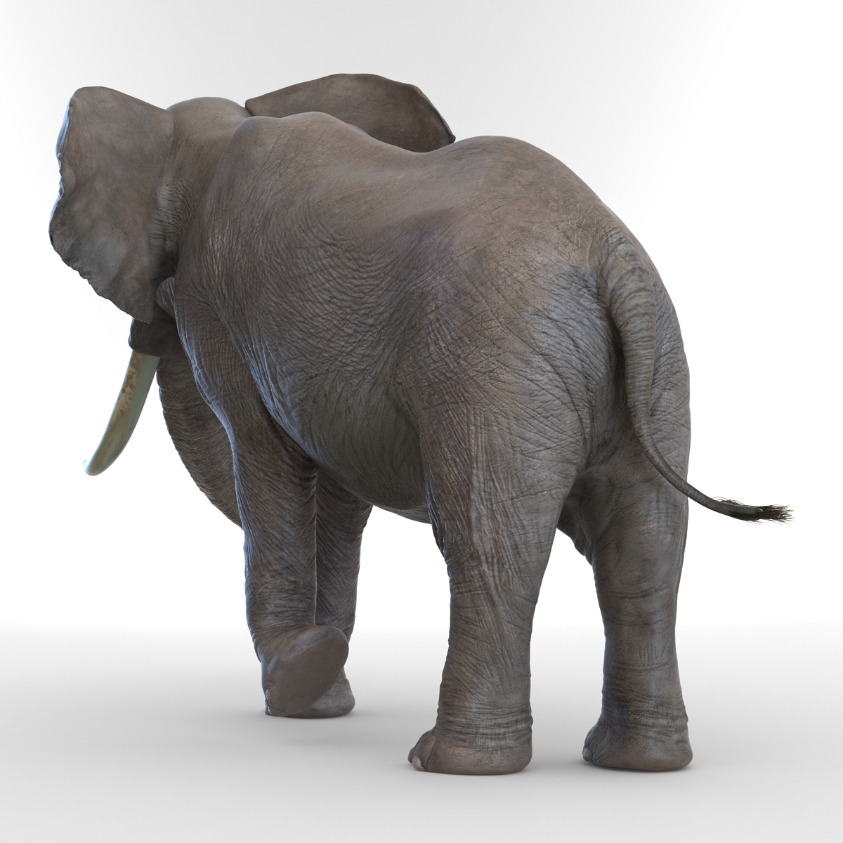 max elephant rigged animate