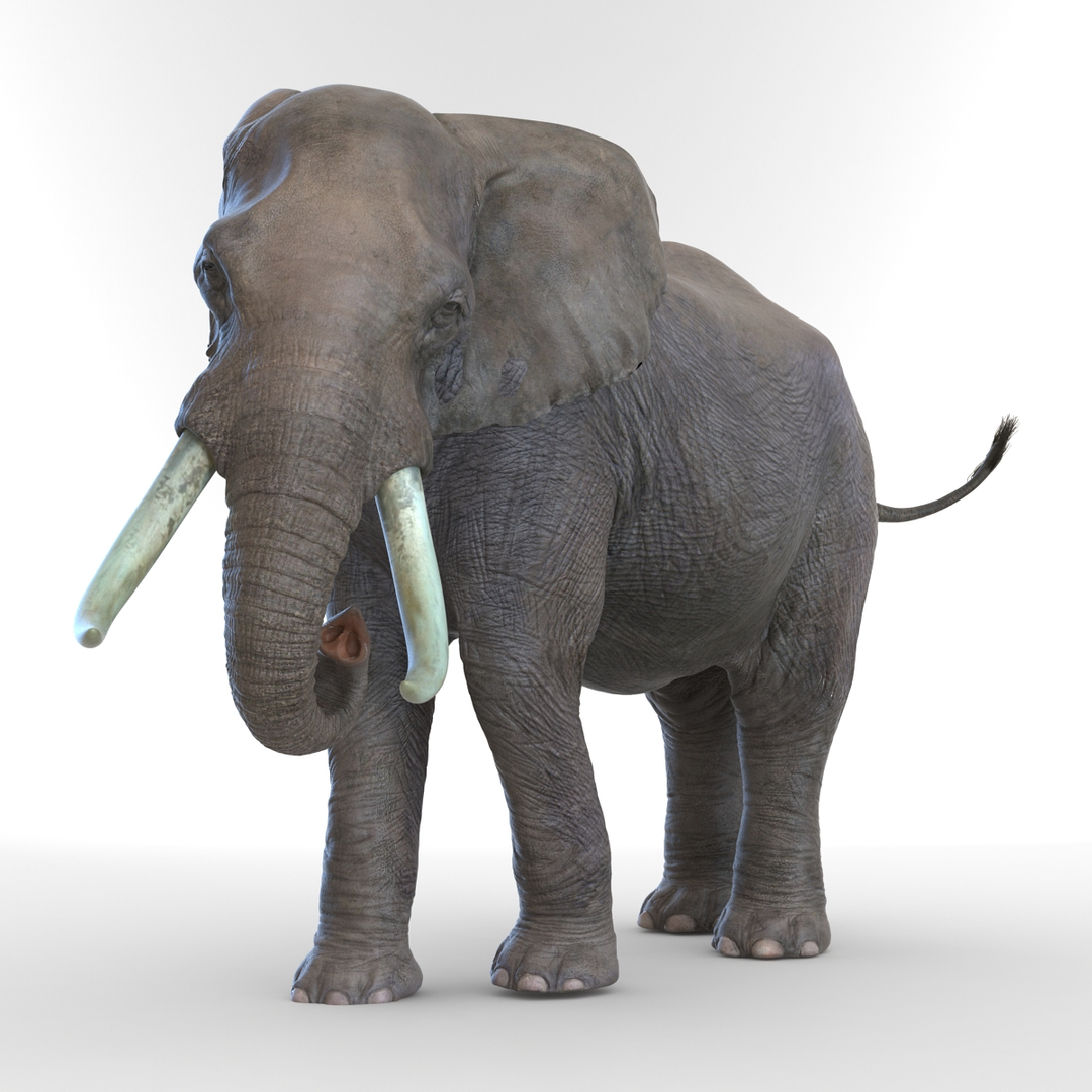 max elephant rigged animate