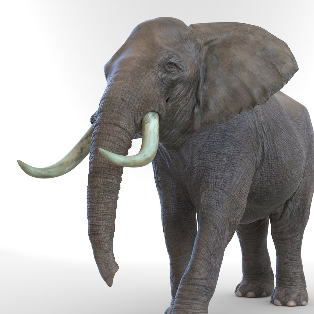 max elephant rigged animate