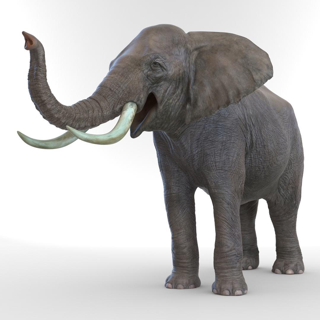 max elephant rigged animate