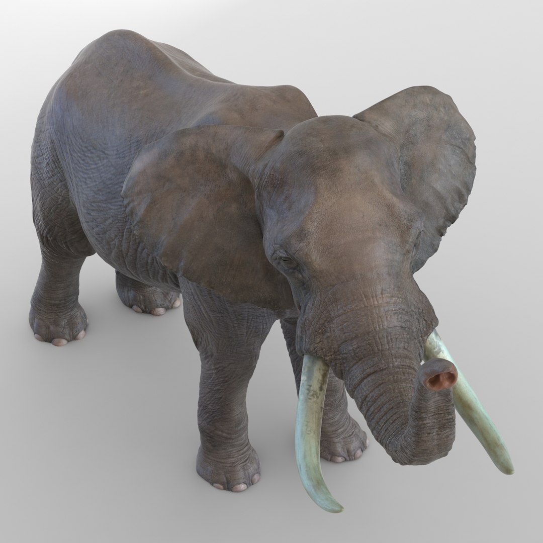 max elephant rigged animate