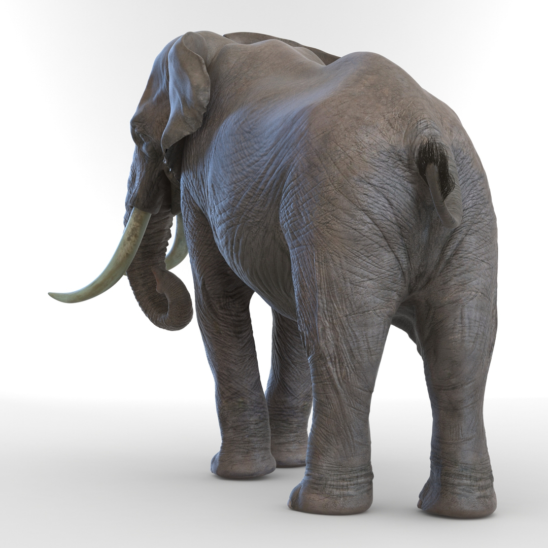max elephant rigged animate