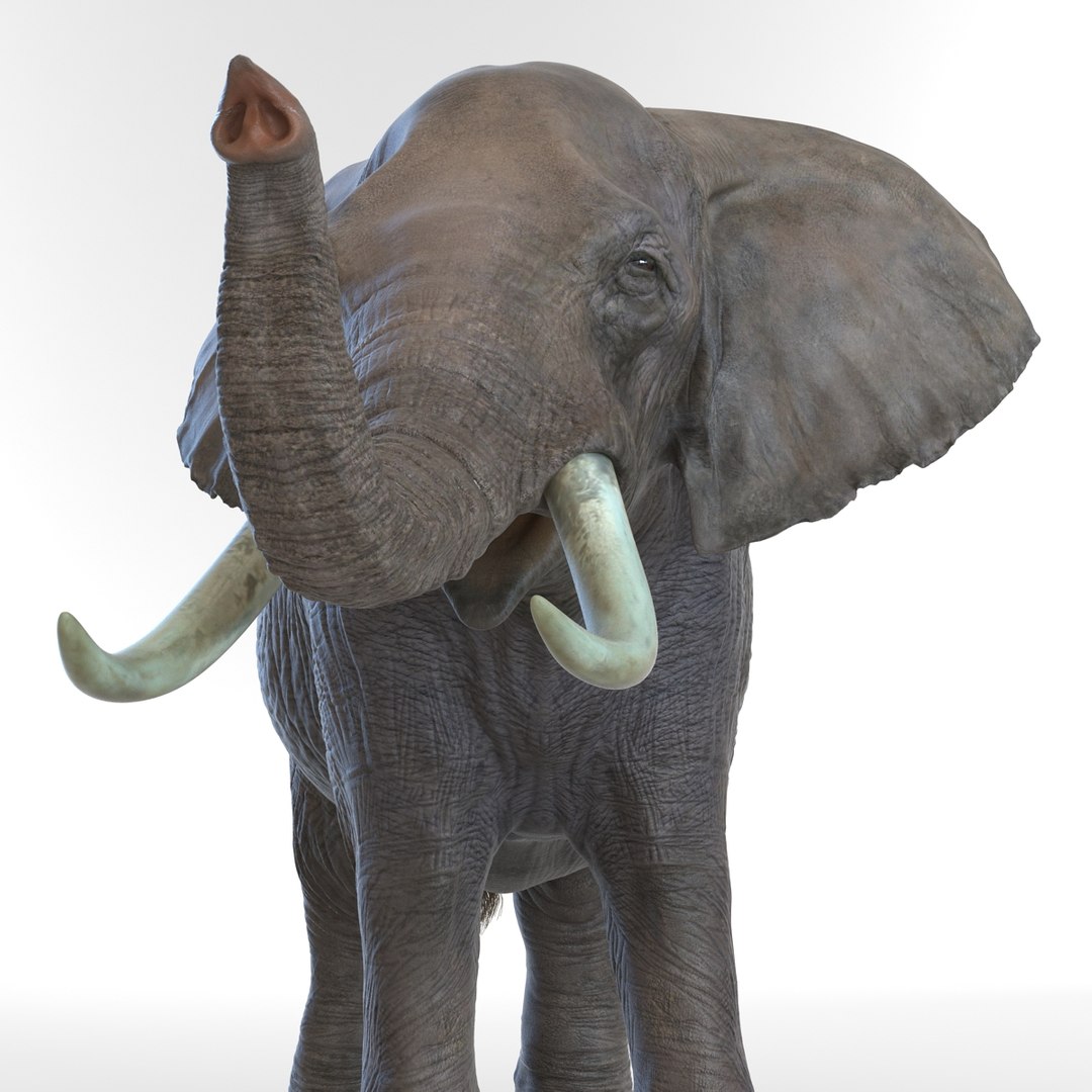 max elephant rigged animate