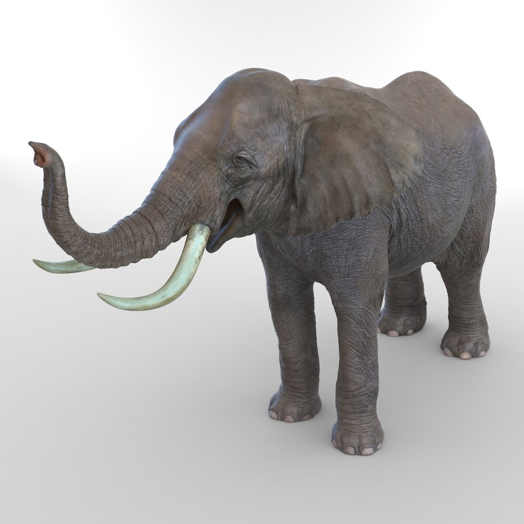 max elephant rigged animate