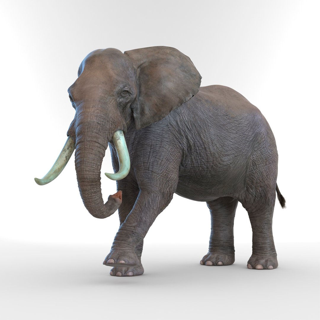 max elephant rigged animate