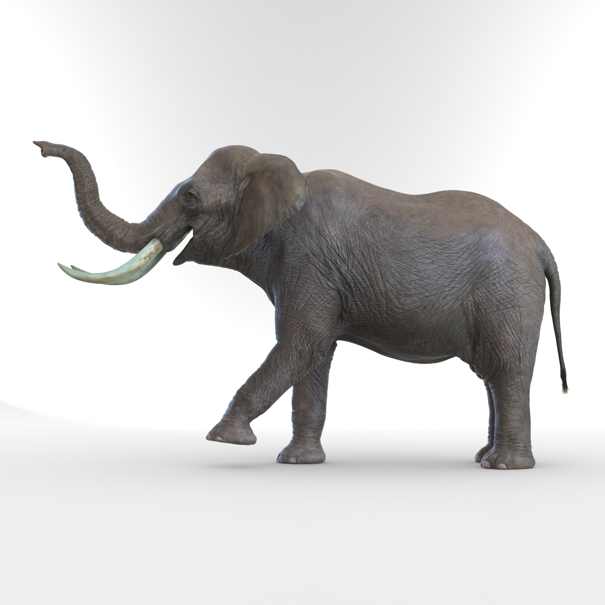 max elephant rigged animate