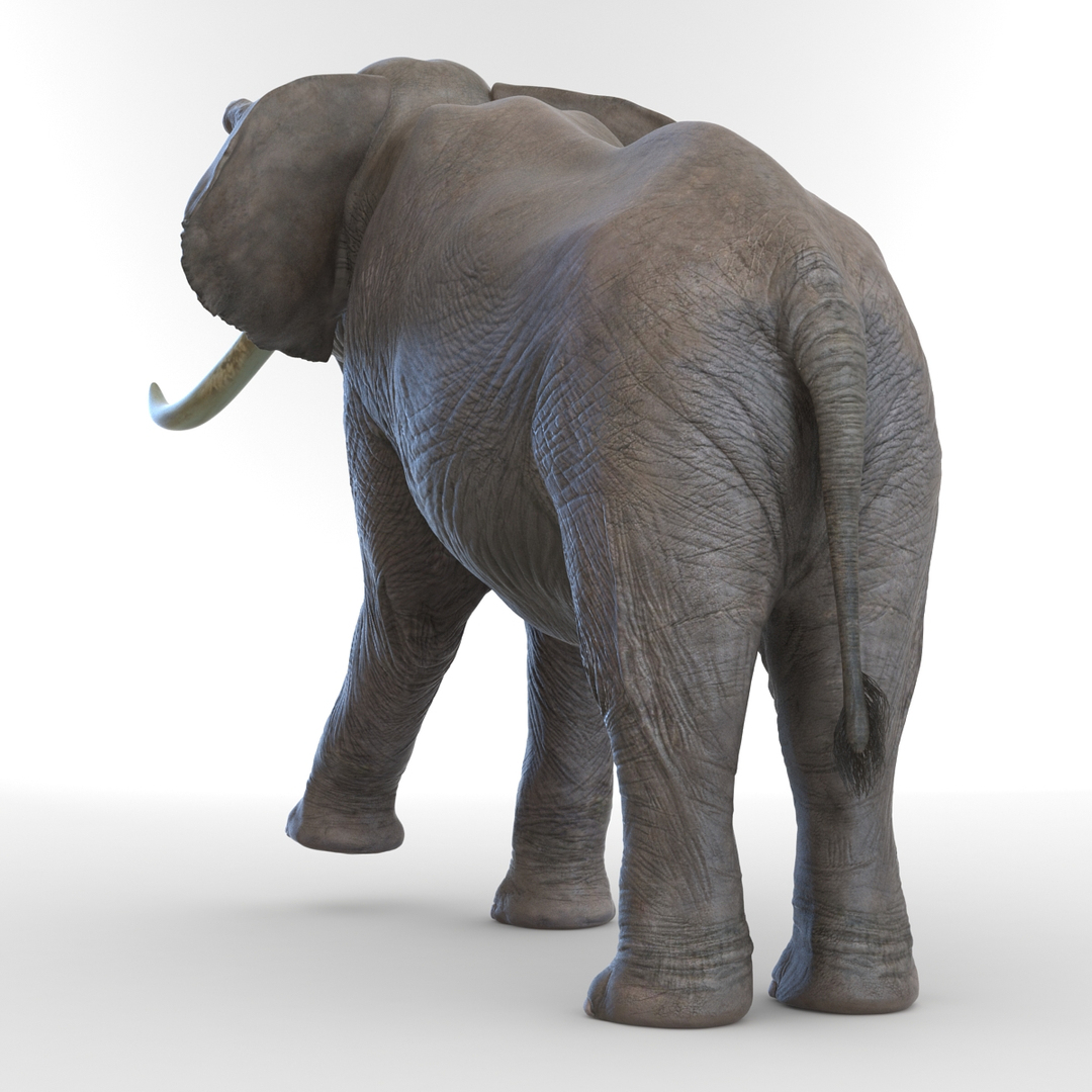 max elephant rigged animate