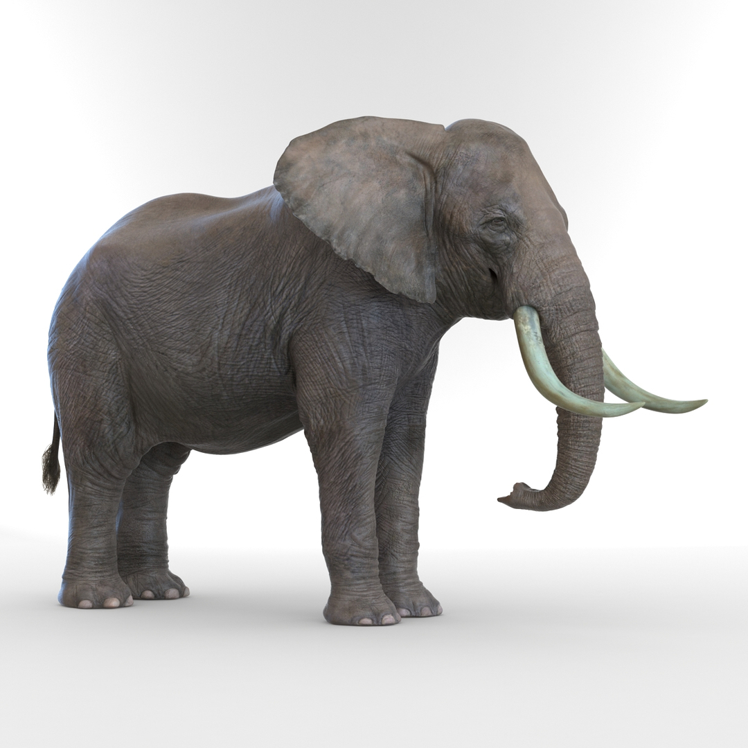max elephant rigged animate