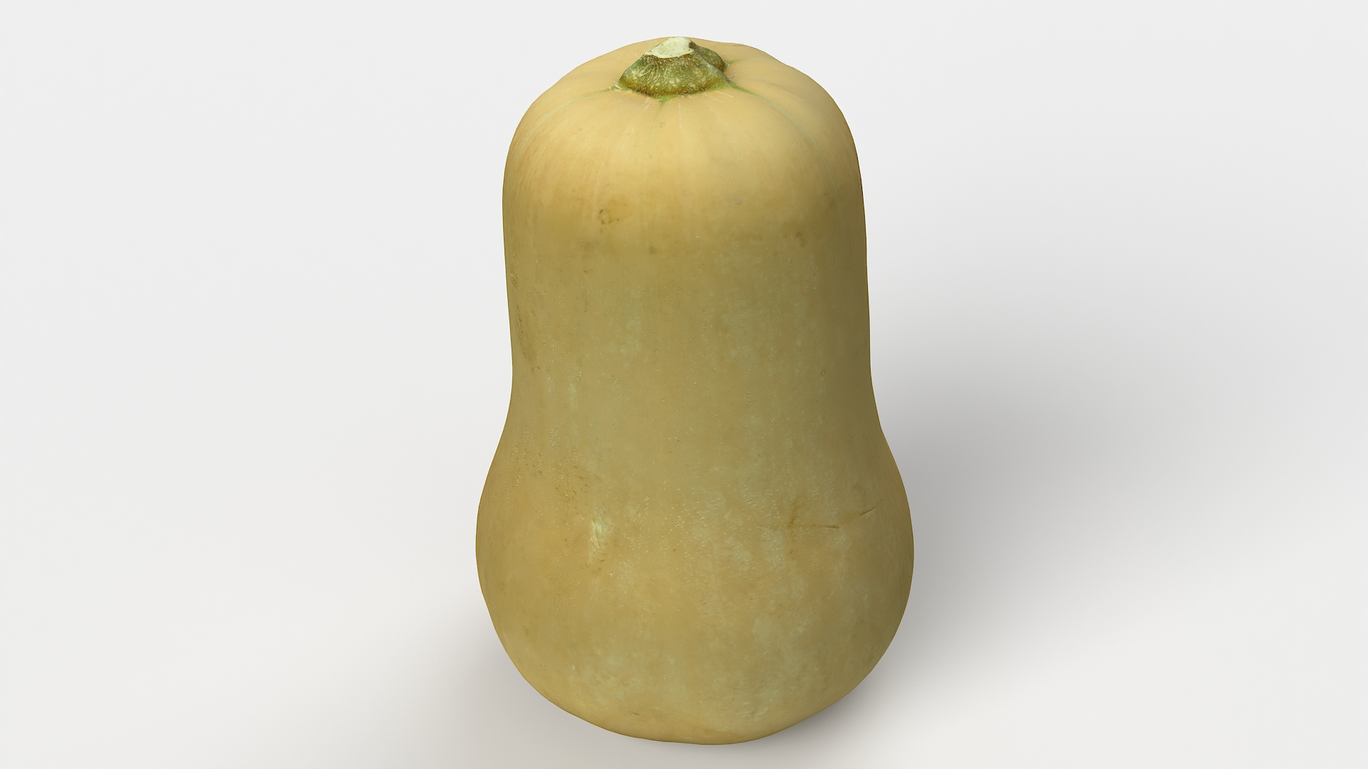 Butternut 3D model - TurboSquid 1805487