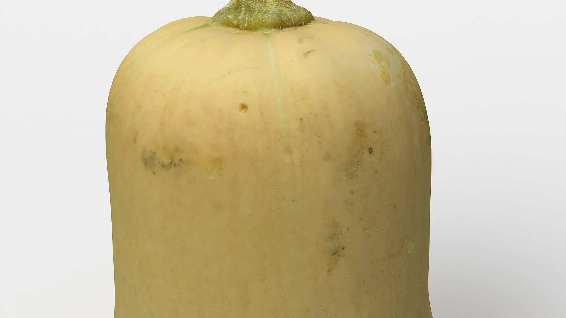 Butternut 3D Model - TurboSquid 1805487