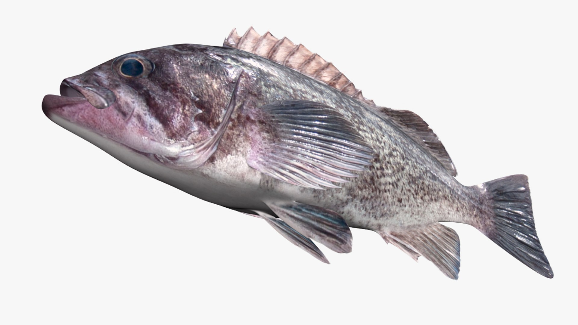 3D Model Deacon Rockfish - TurboSquid 1647562