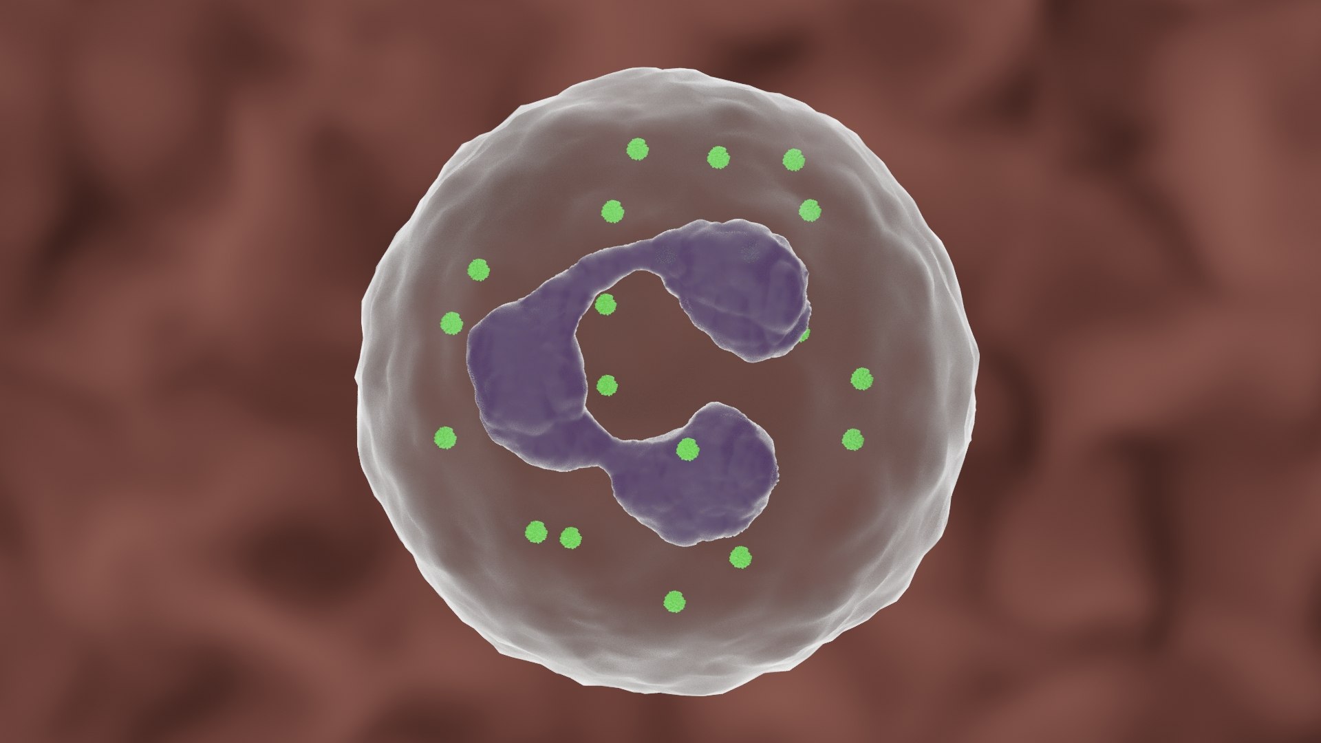 Granulocyte Polynuclear 3D Model - TurboSquid 1708091