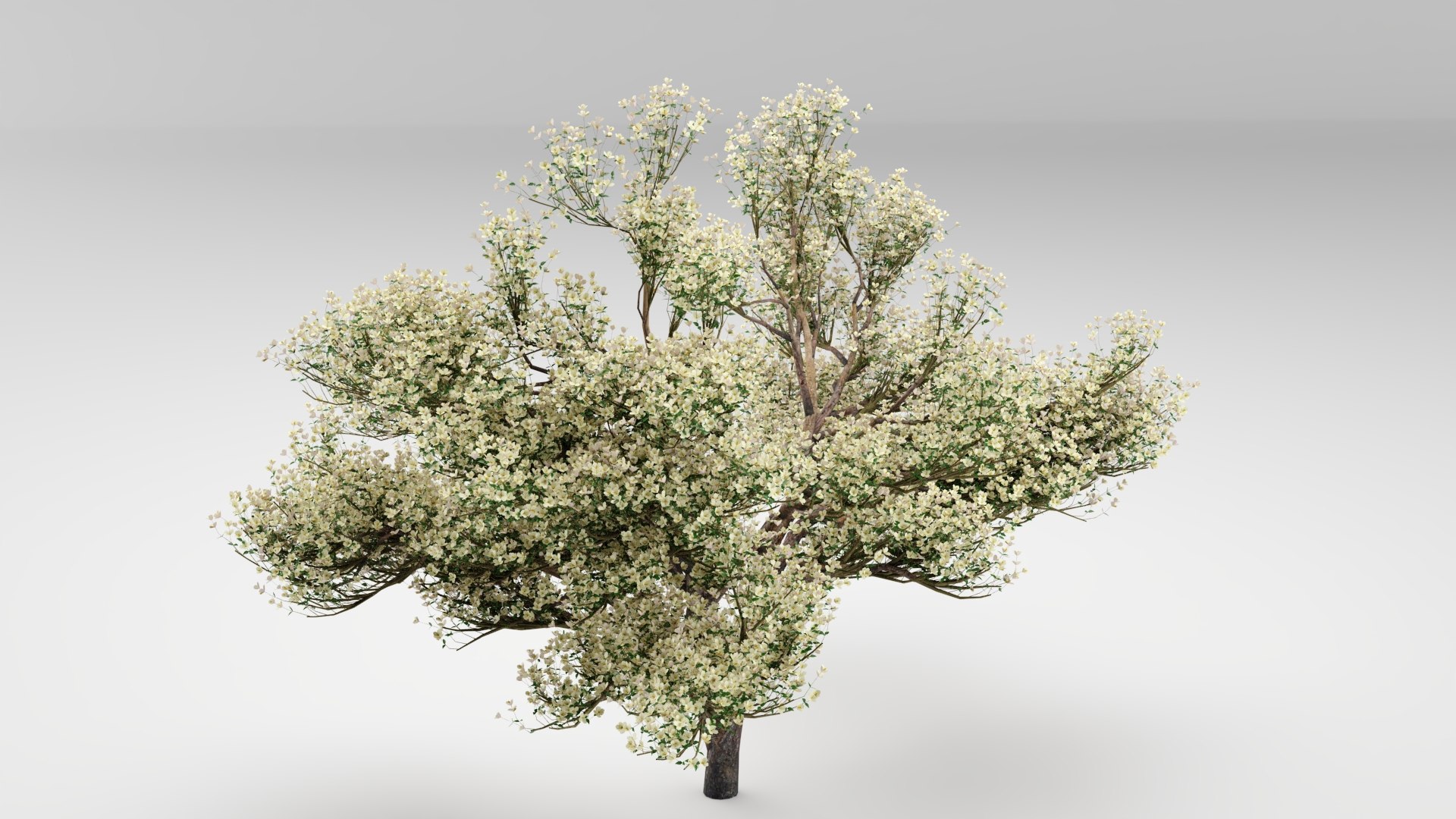 3D Model Flowering Apple Tree - TurboSquid 2380359