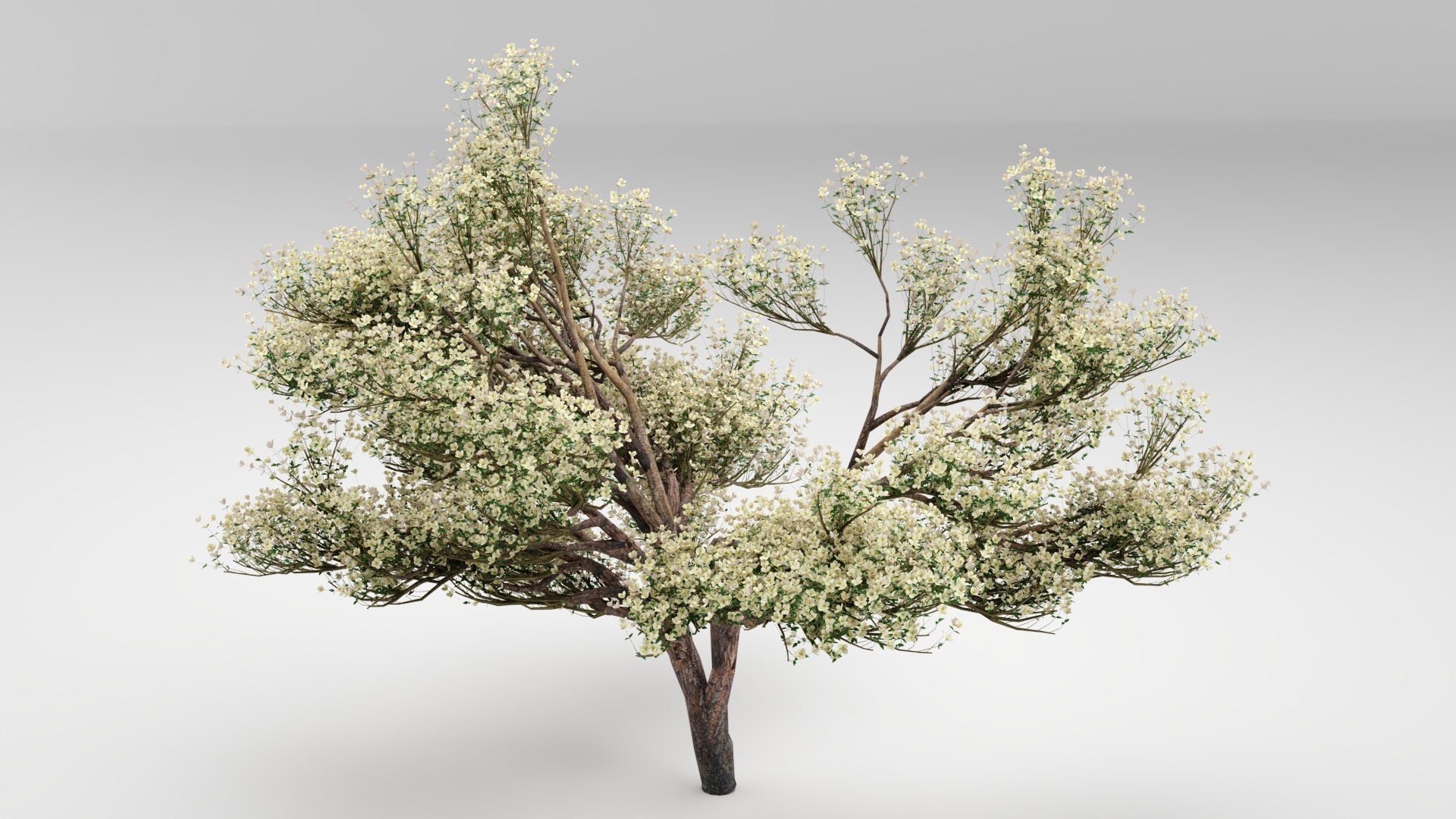 3D Model Flowering Apple Tree - TurboSquid 2380359