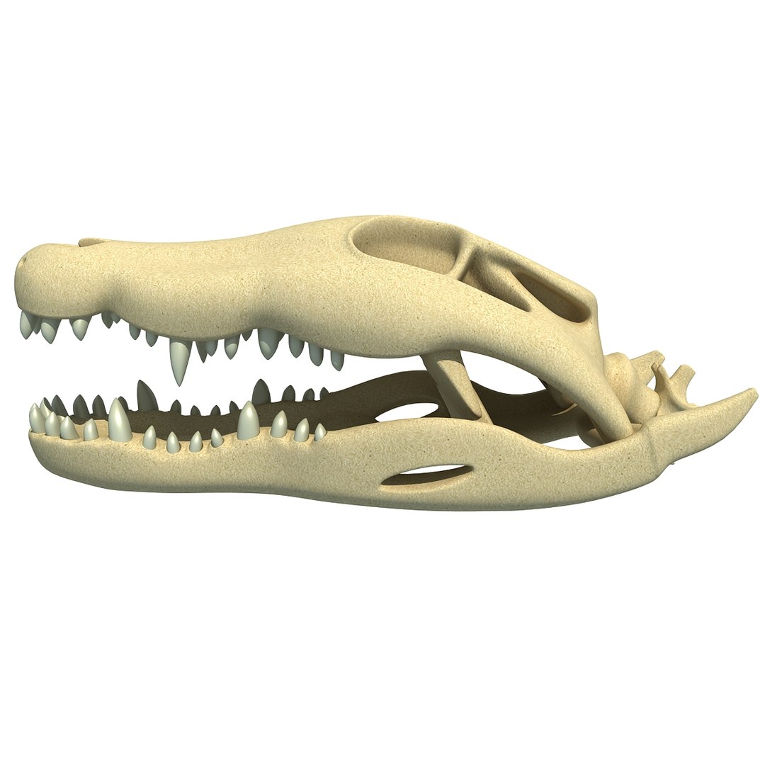 Crocodile Skull Skeleton 3d Model
