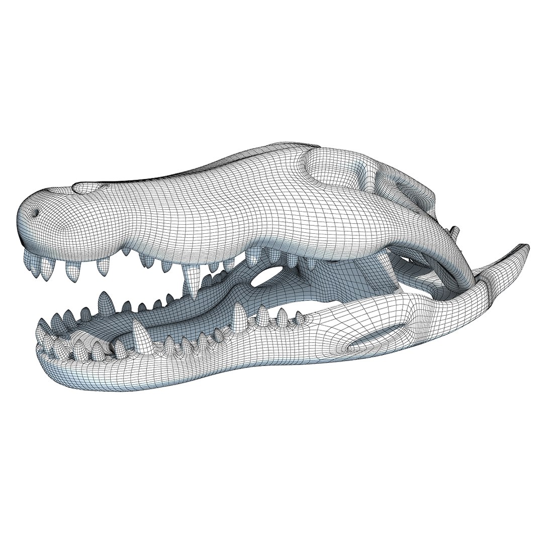 Crocodile Skull Skeleton 3d Model