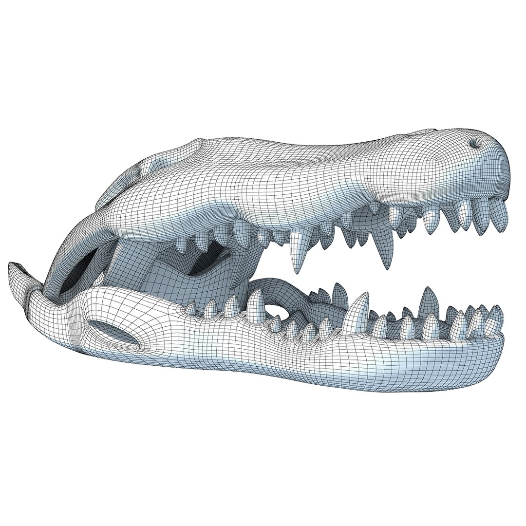 Crocodile Skull Skeleton 3d Model