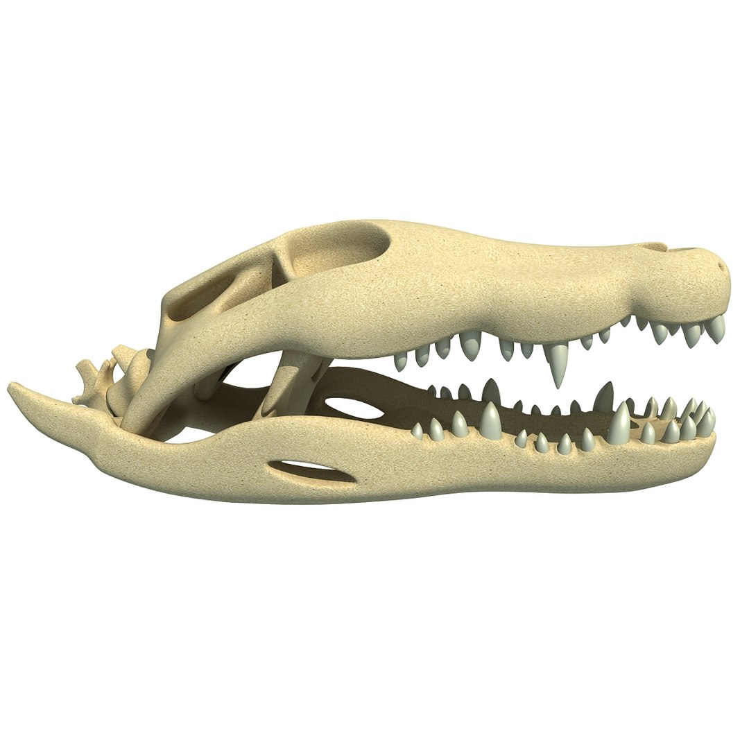 Crocodile Skull Skeleton 3d Model