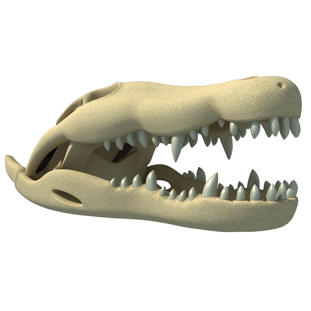 Crocodile Skull Skeleton 3d Model