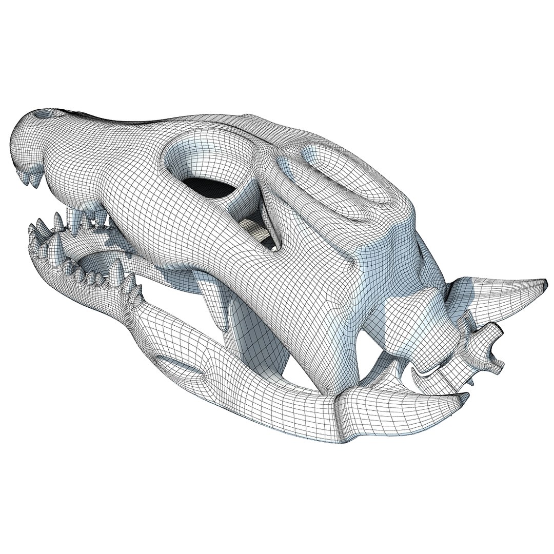 Crocodile Skull Skeleton 3d Model