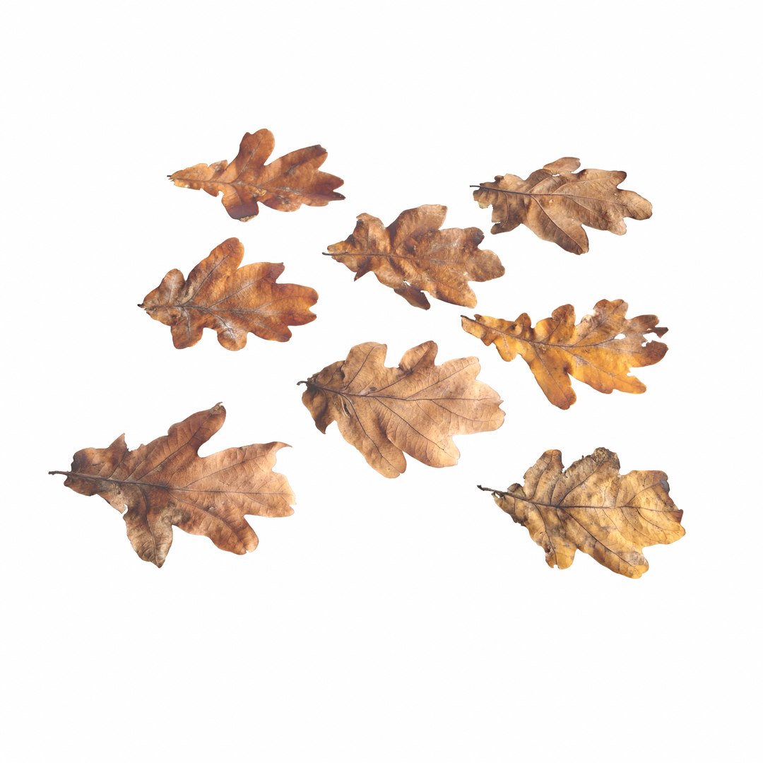 Autumn Fall Dry Oak Leaves Leaf 3D Model - TurboSquid 2295657