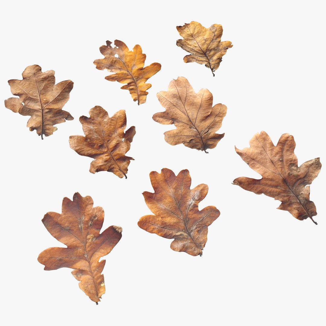 Autumn Fall Dry Oak Leaves Leaf 3D Model - TurboSquid 2295657