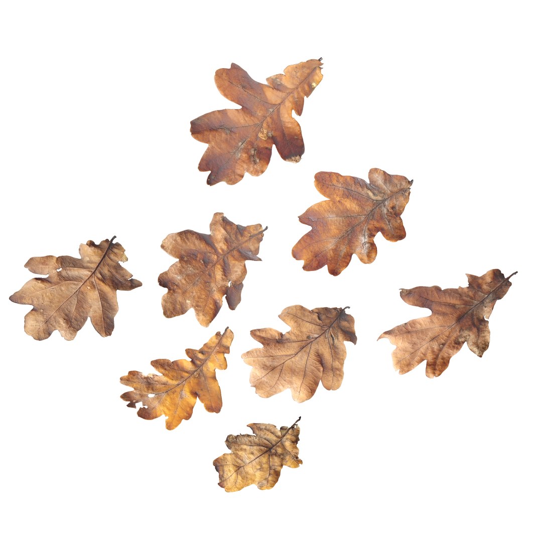 Autumn Fall Dry Oak Leaves Leaf 3D Model - TurboSquid 2295657