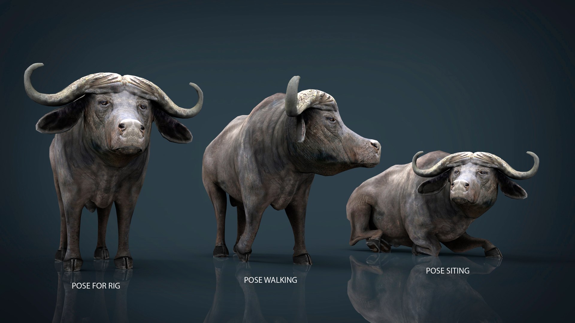 African Buffalo 3D Model - TurboSquid 1178604