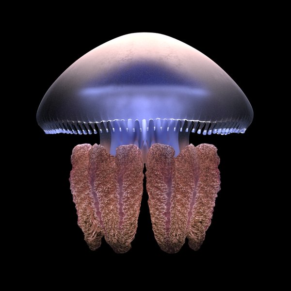 modelo 3d Box Jellyfish - Big (Cubozoa) - TurboSquid 1451178