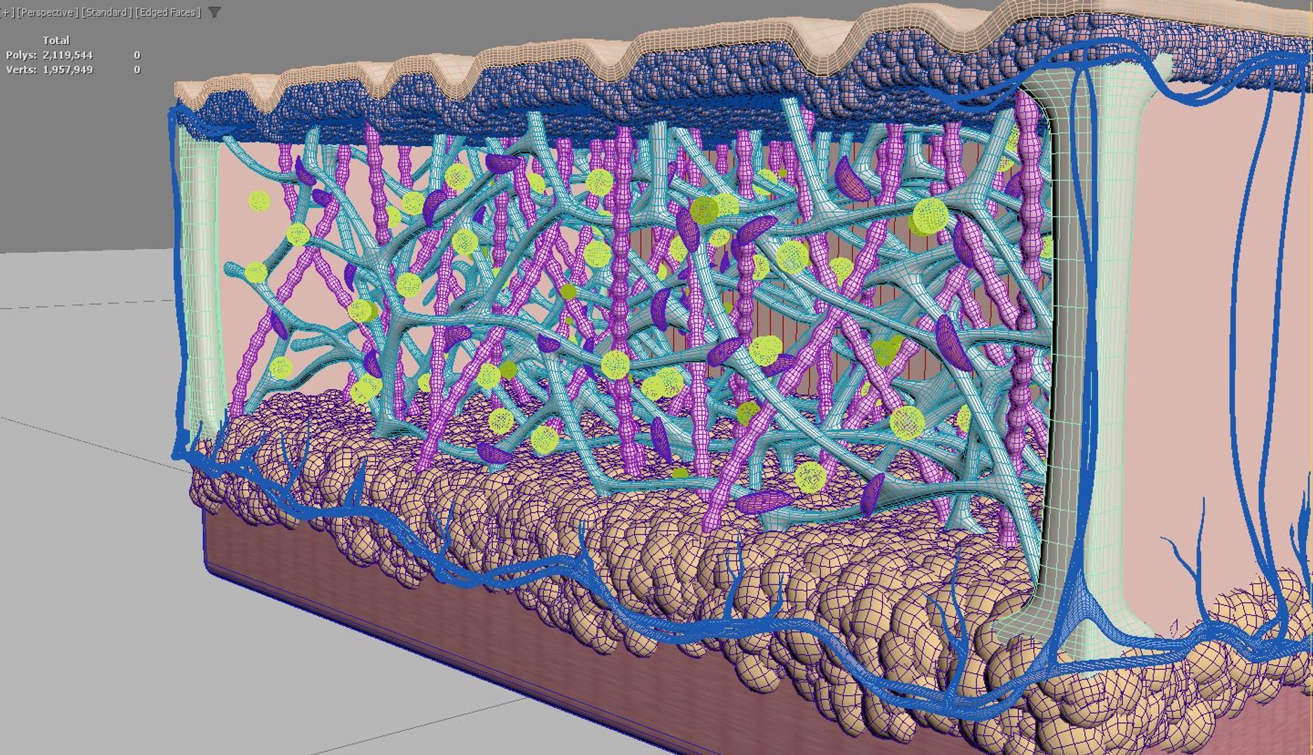 Skin Collagen Cross Section 3D Model - TurboSquid 2179632