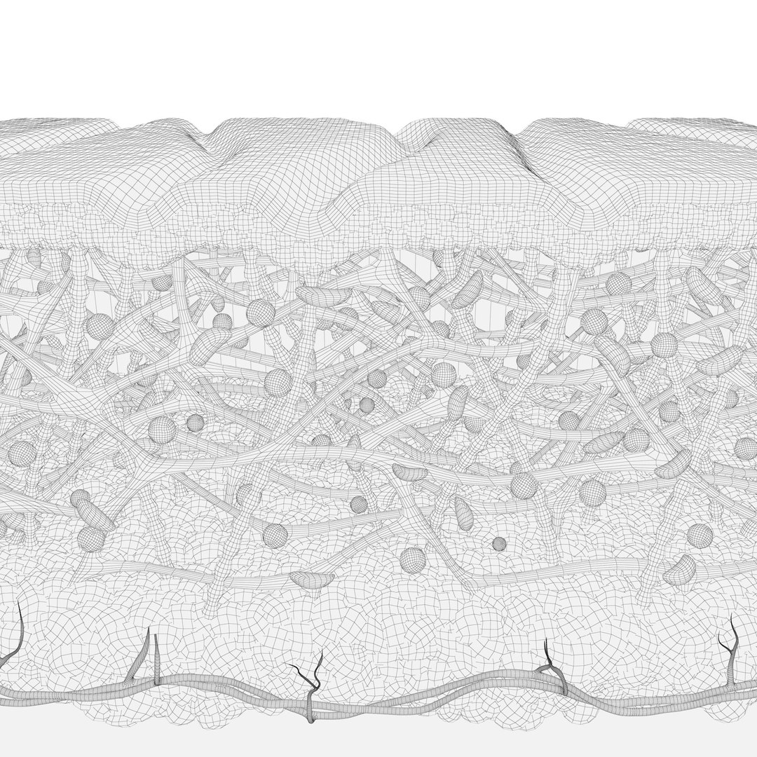 Skin Collagen Cross Section 3D Model - TurboSquid 2179632