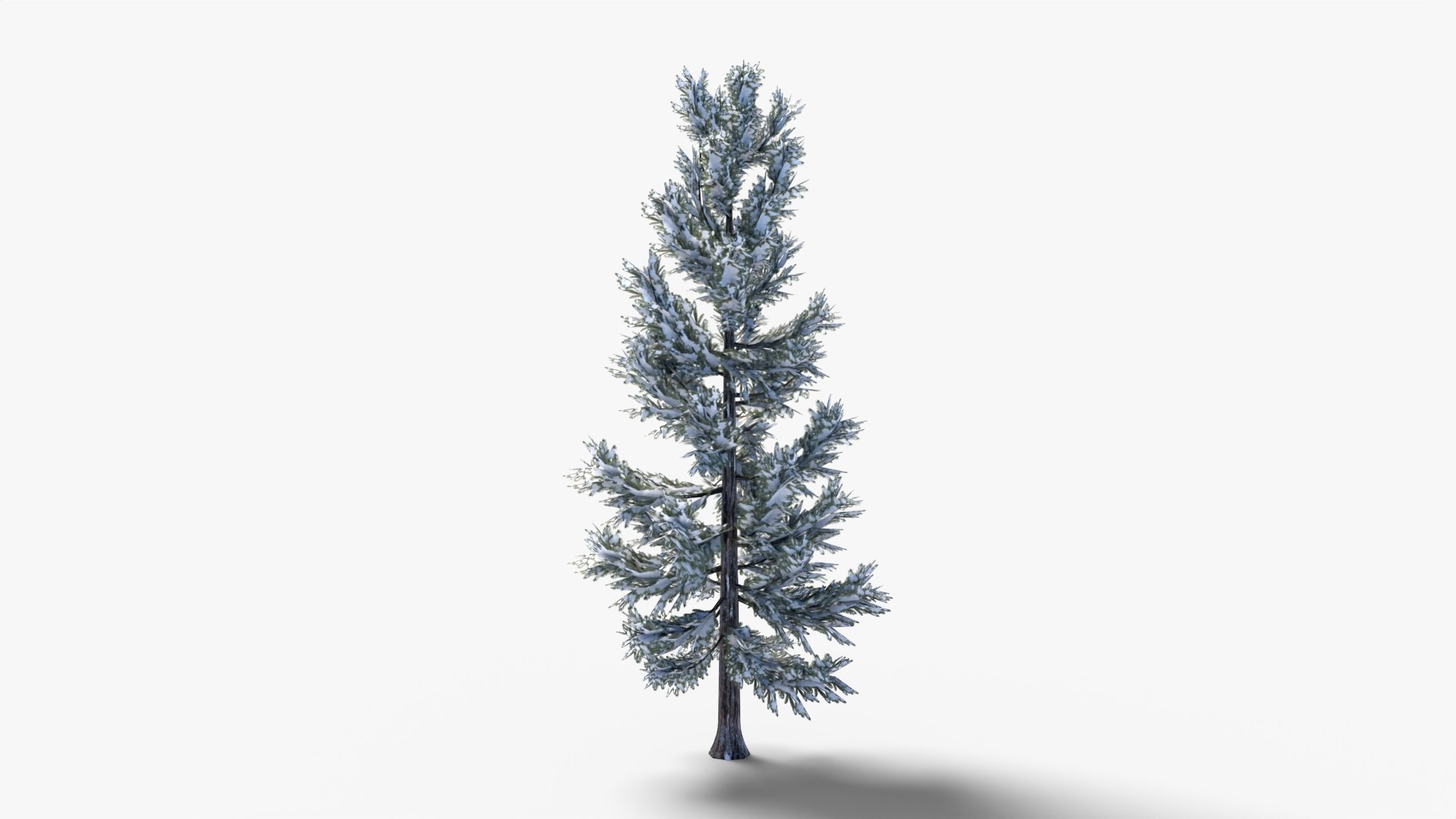 Low Poly Pine Tree 3D Model - TurboSquid 2013386