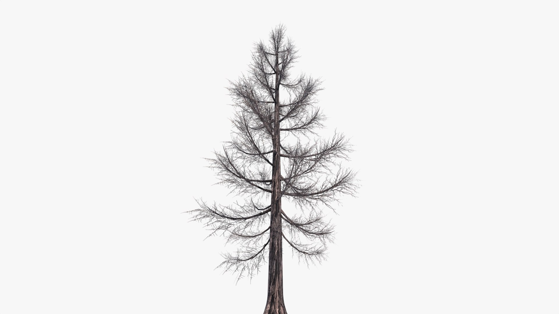 Low Poly Pine Tree 3D Model - TurboSquid 2013386