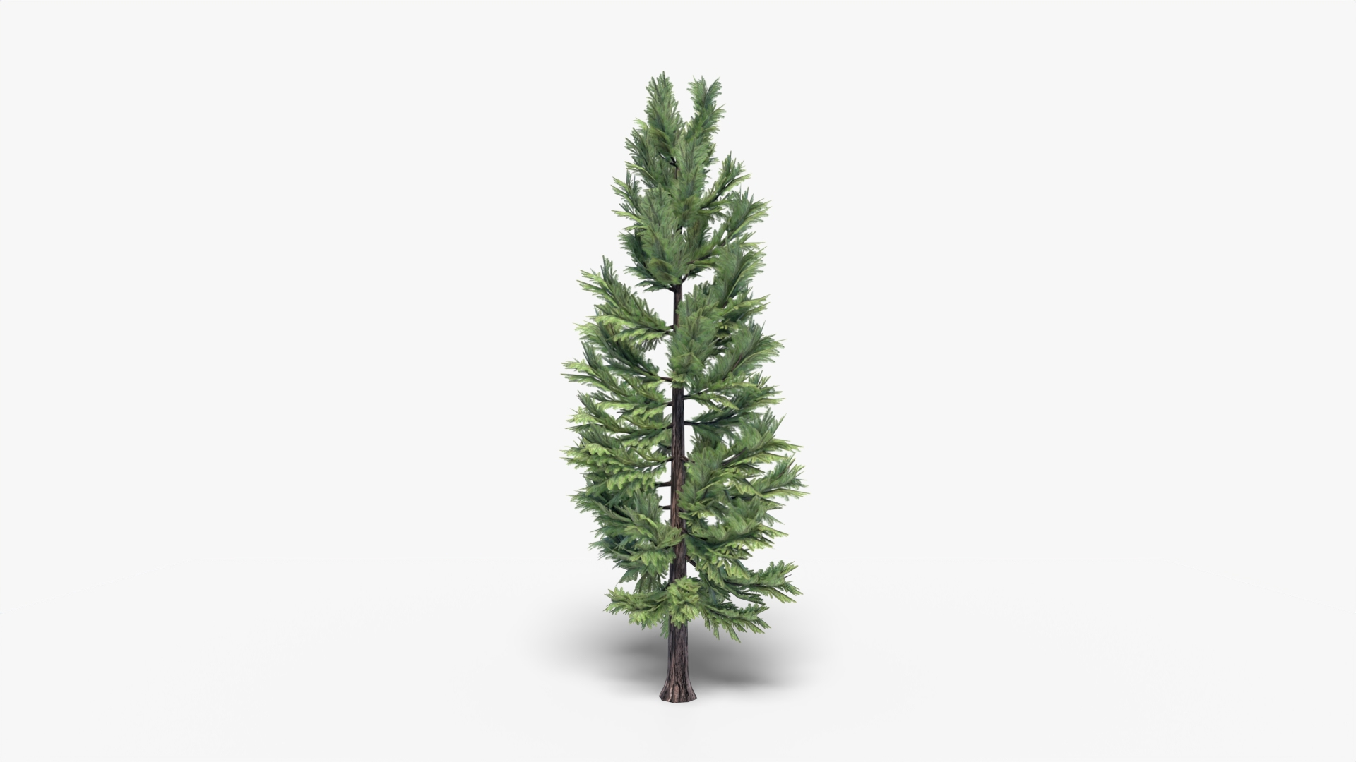 Low Poly Pine Tree 3D Model - TurboSquid 2013386