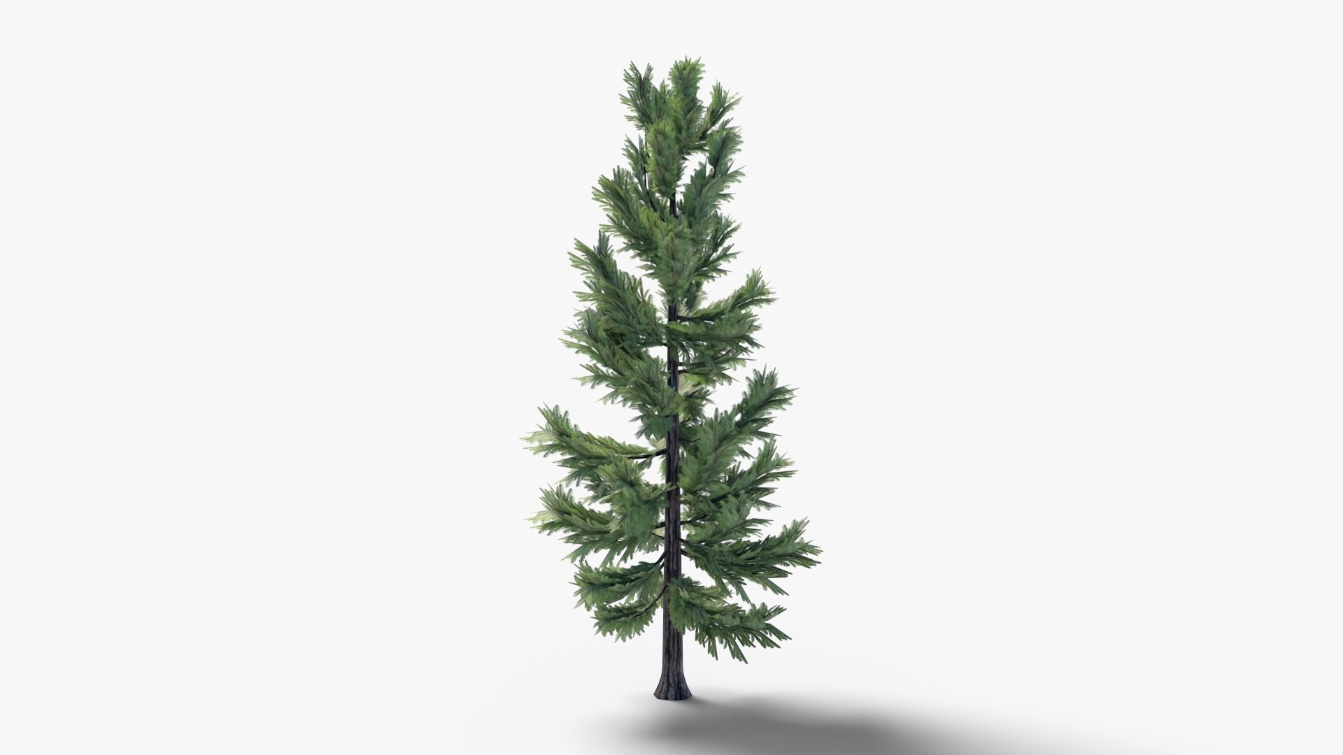 Low Poly Pine Tree 3D Model - TurboSquid 2013386