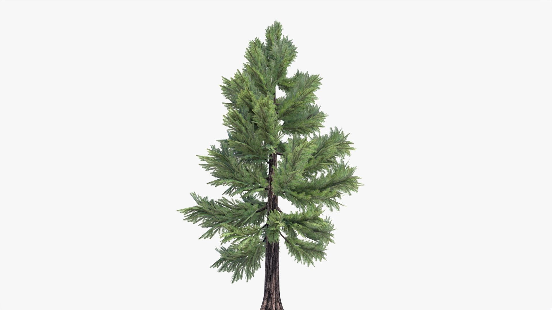 Low Poly Pine Tree 3D Model - TurboSquid 2013386
