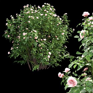 3D Rose Bush Models - Browse & Download Formats - TurboSquid