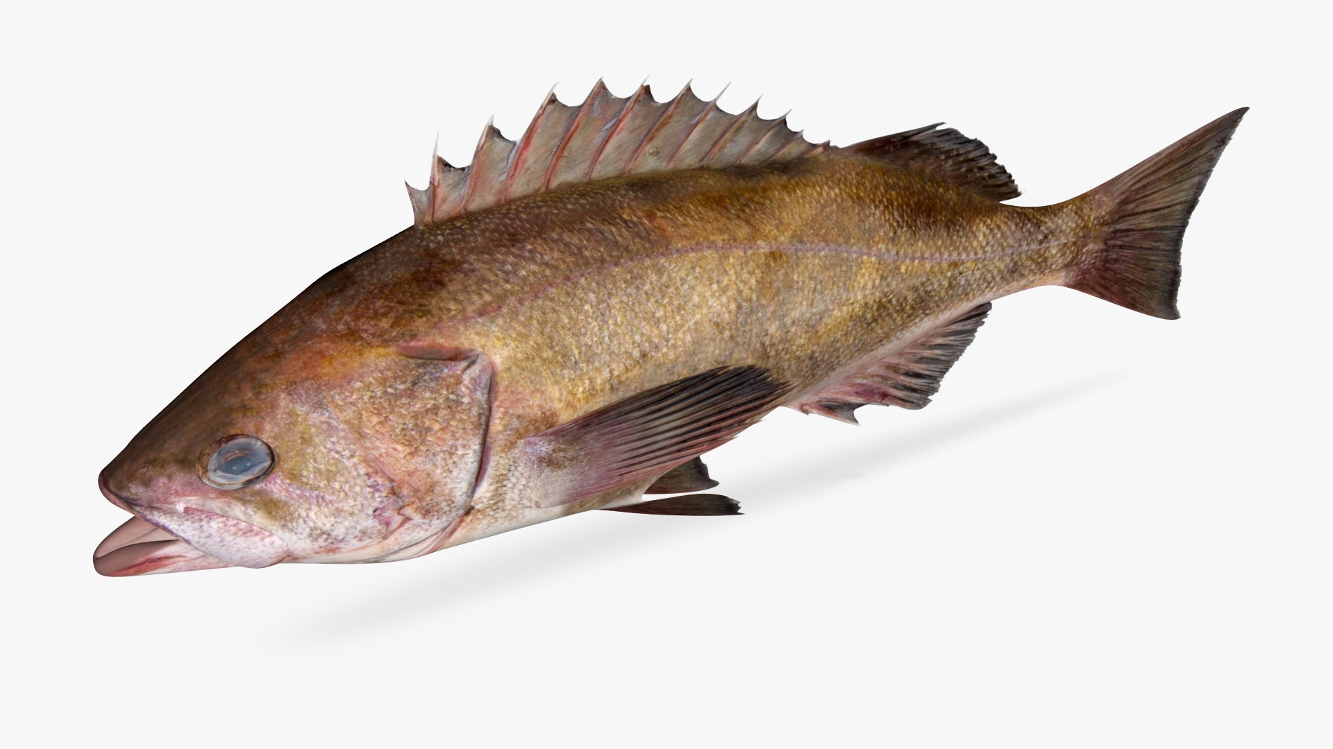 Widow Rockfish Fish Model - TurboSquid 1681406