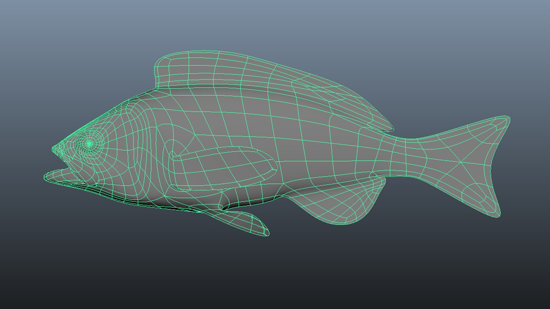 Widow Rockfish Fish Model - TurboSquid 1681406