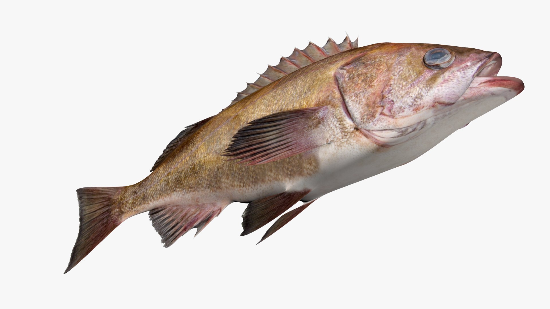 Widow Rockfish Fish Model - TurboSquid 1681406