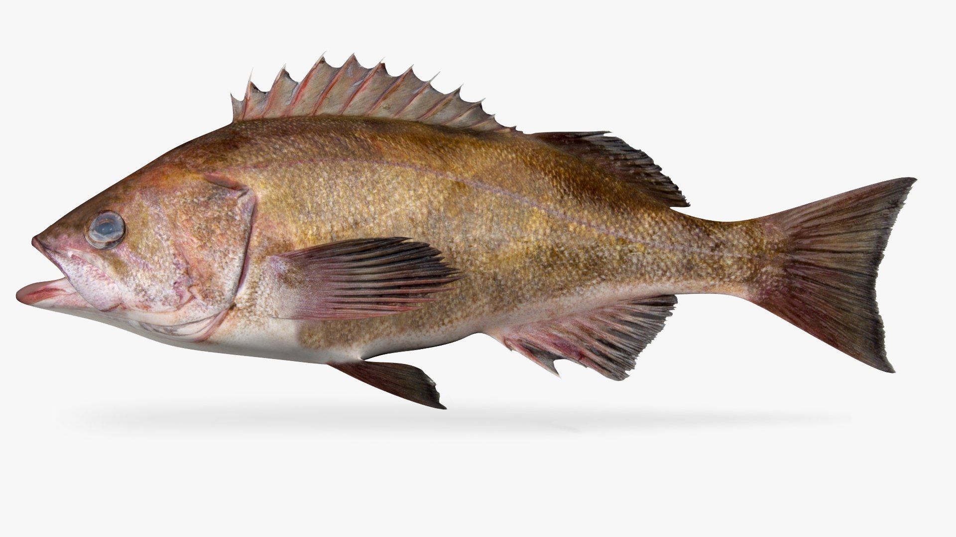 Widow Rockfish Fish Model - TurboSquid 1681406