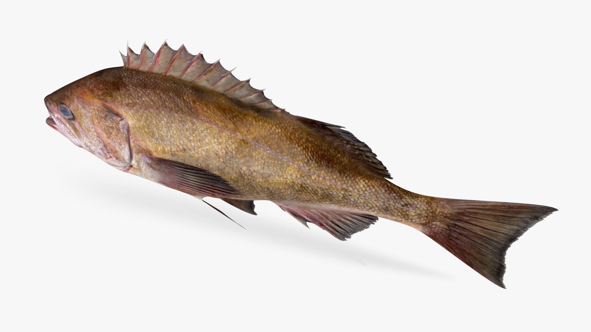 Widow Rockfish Fish Model - TurboSquid 1681406