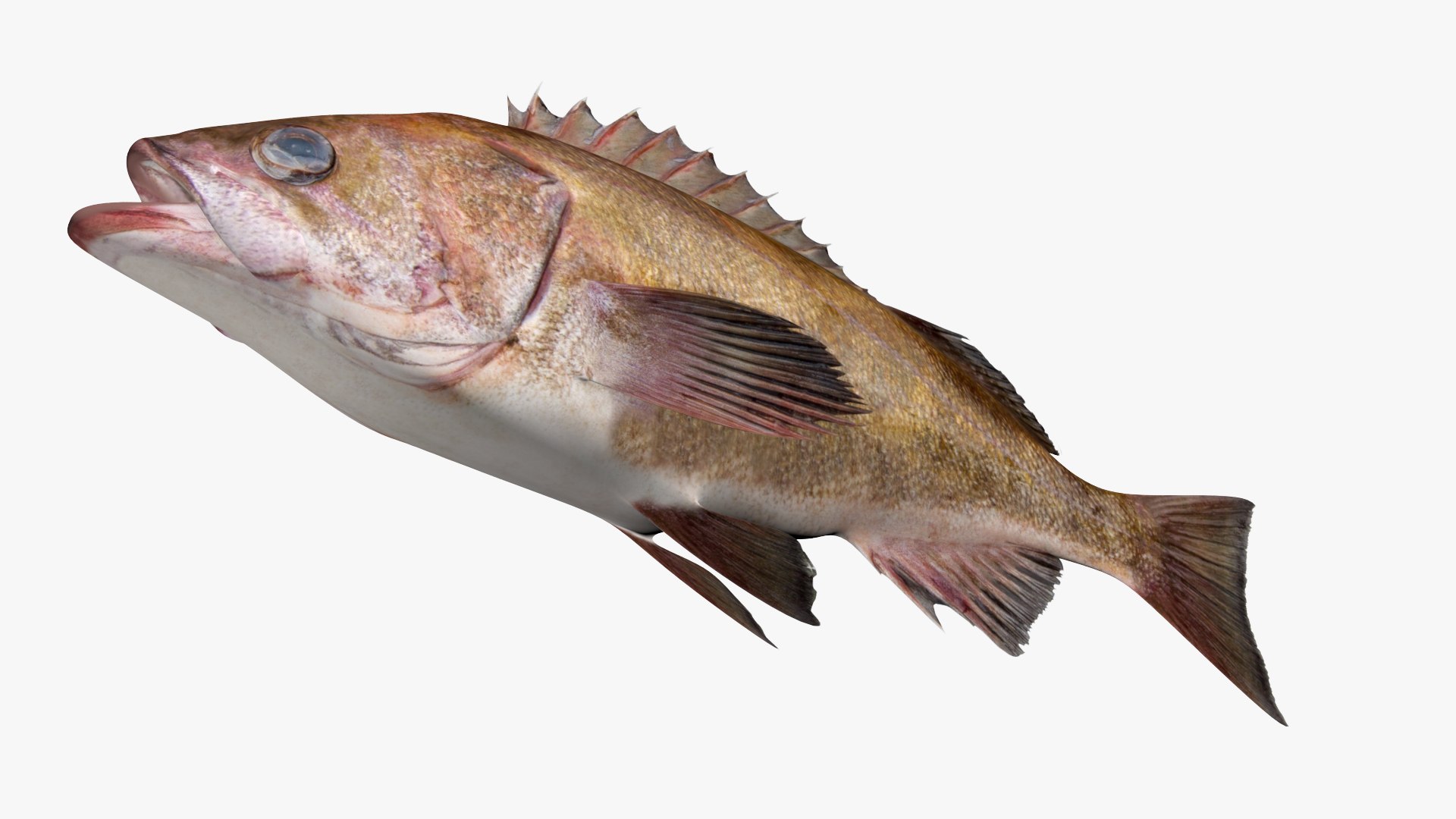 Widow Rockfish Fish Model - TurboSquid 1681406