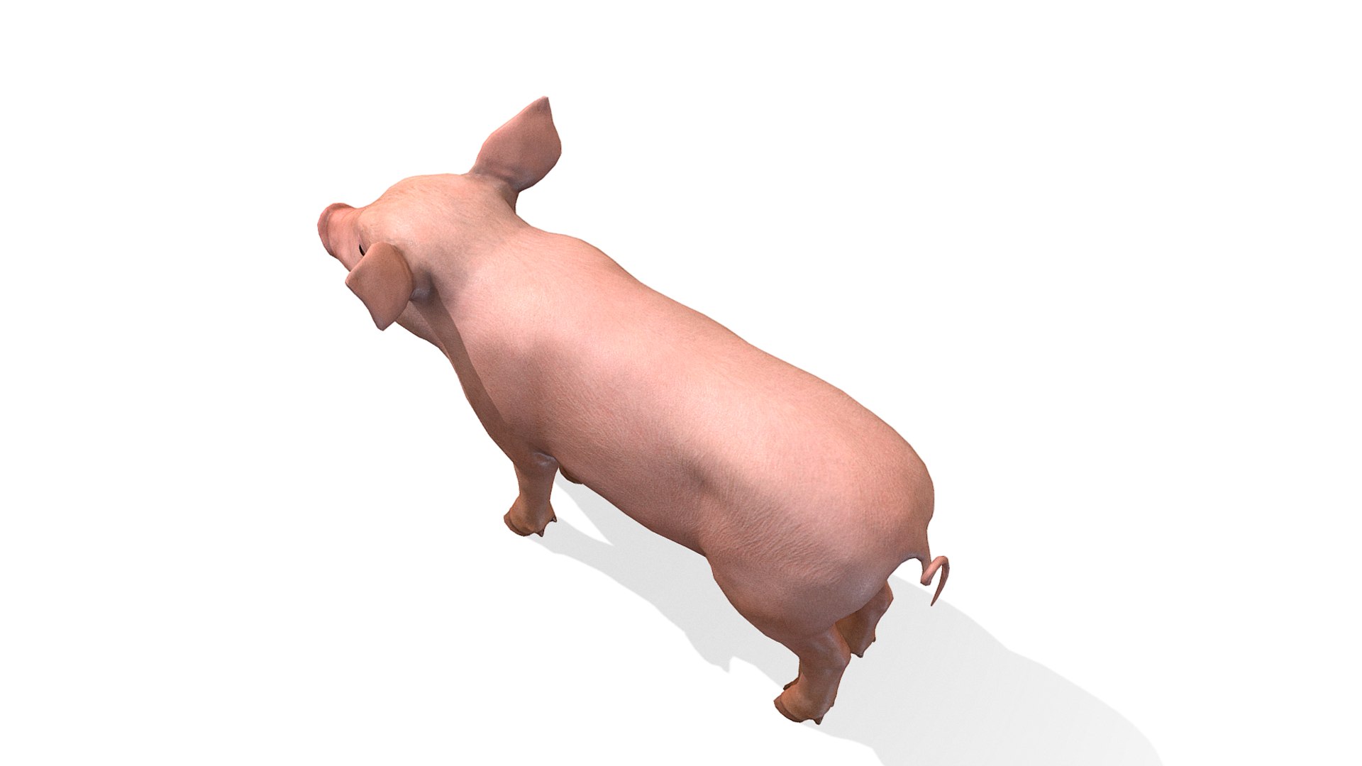 Piggy 3D Model - TurboSquid 1938389