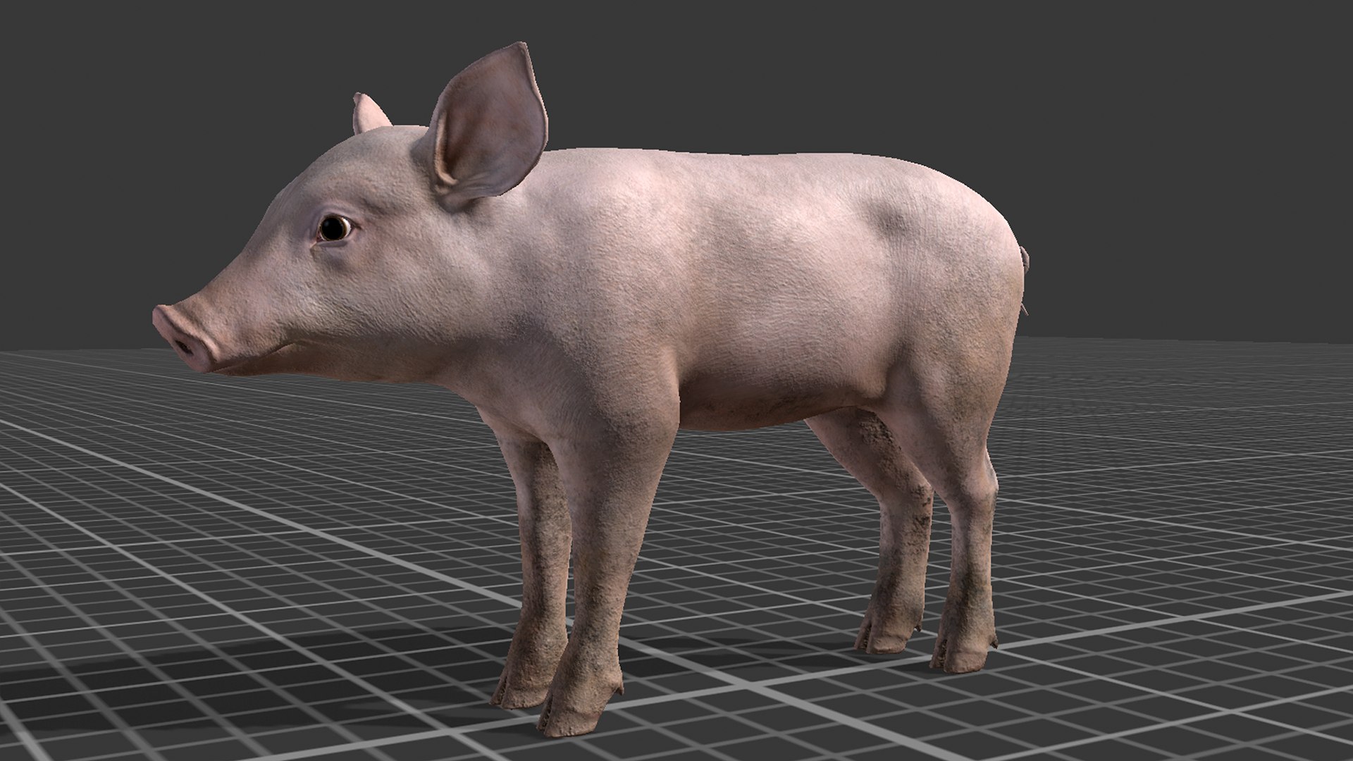 Piggy 3D Model - TurboSquid 1938389