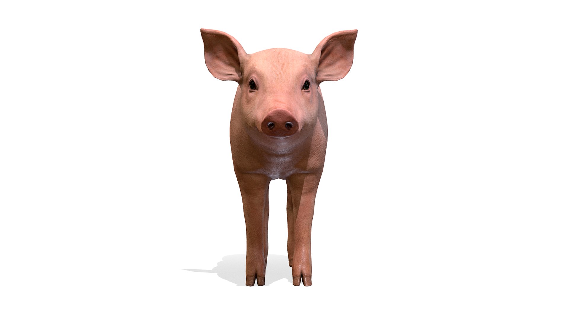 Piggy 3D Model - TurboSquid 1938389