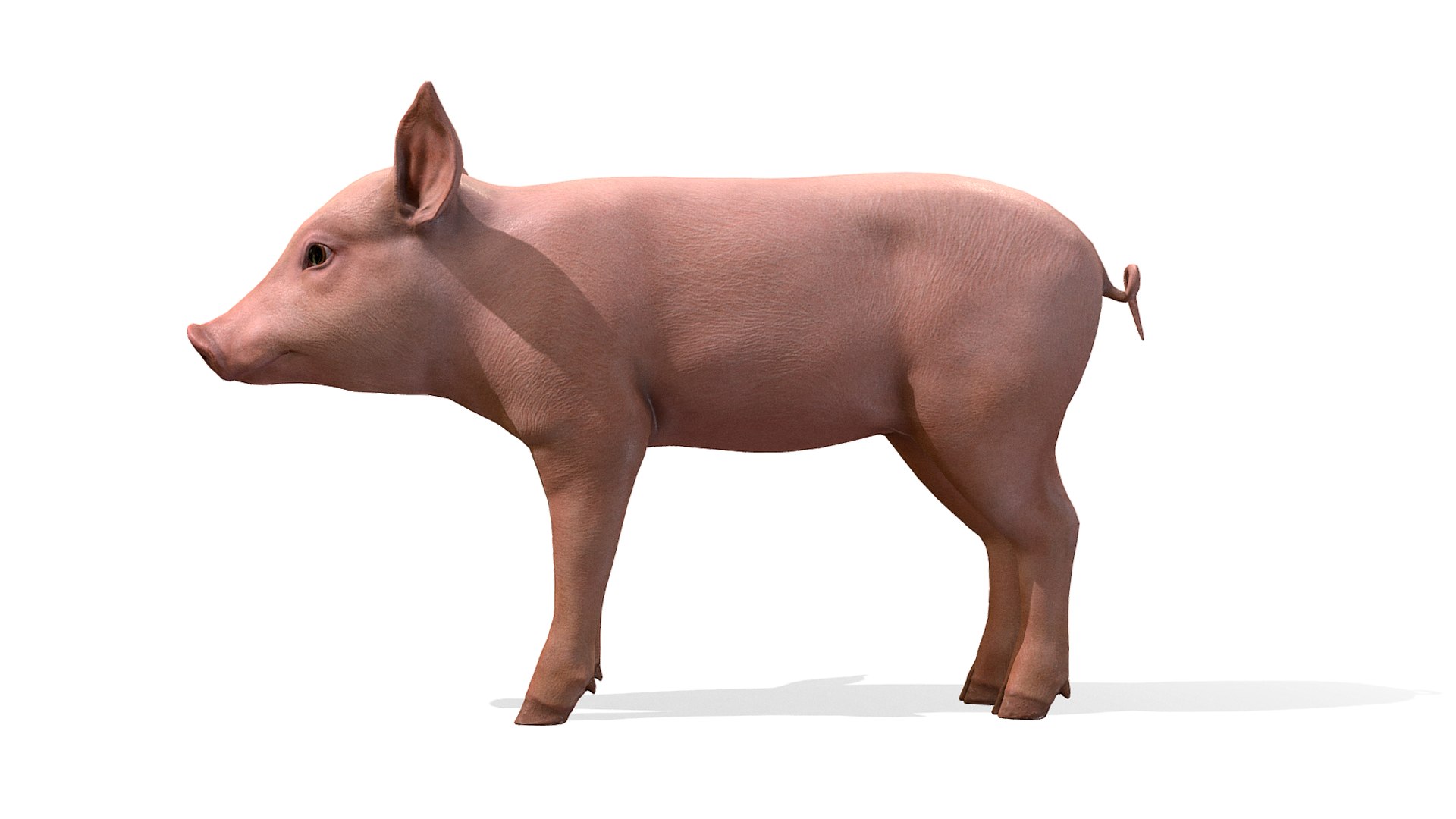 Piggy 3D Model - TurboSquid 1938389