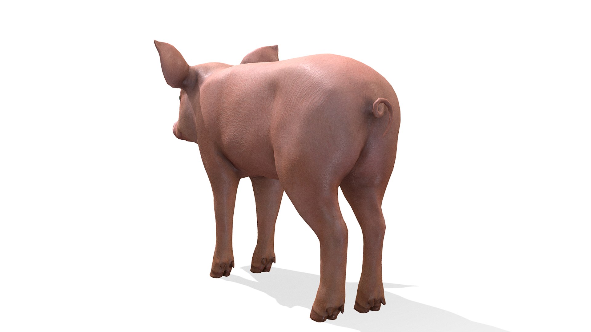 Piggy 3D Model - TurboSquid 1938389