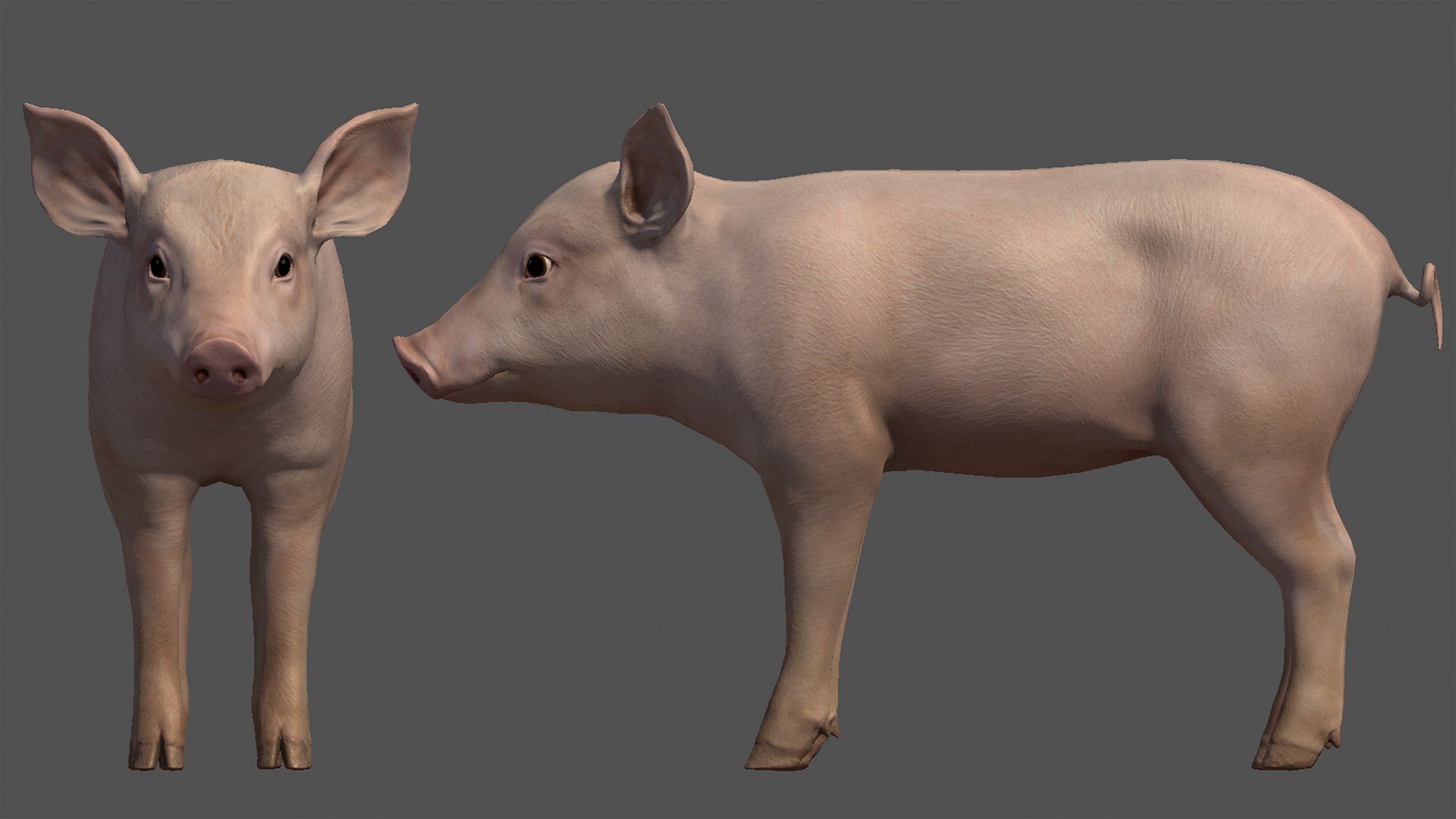 Piggy 3D Model - TurboSquid 1938389
